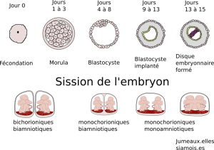 embryogenese • Sciences au cinéma